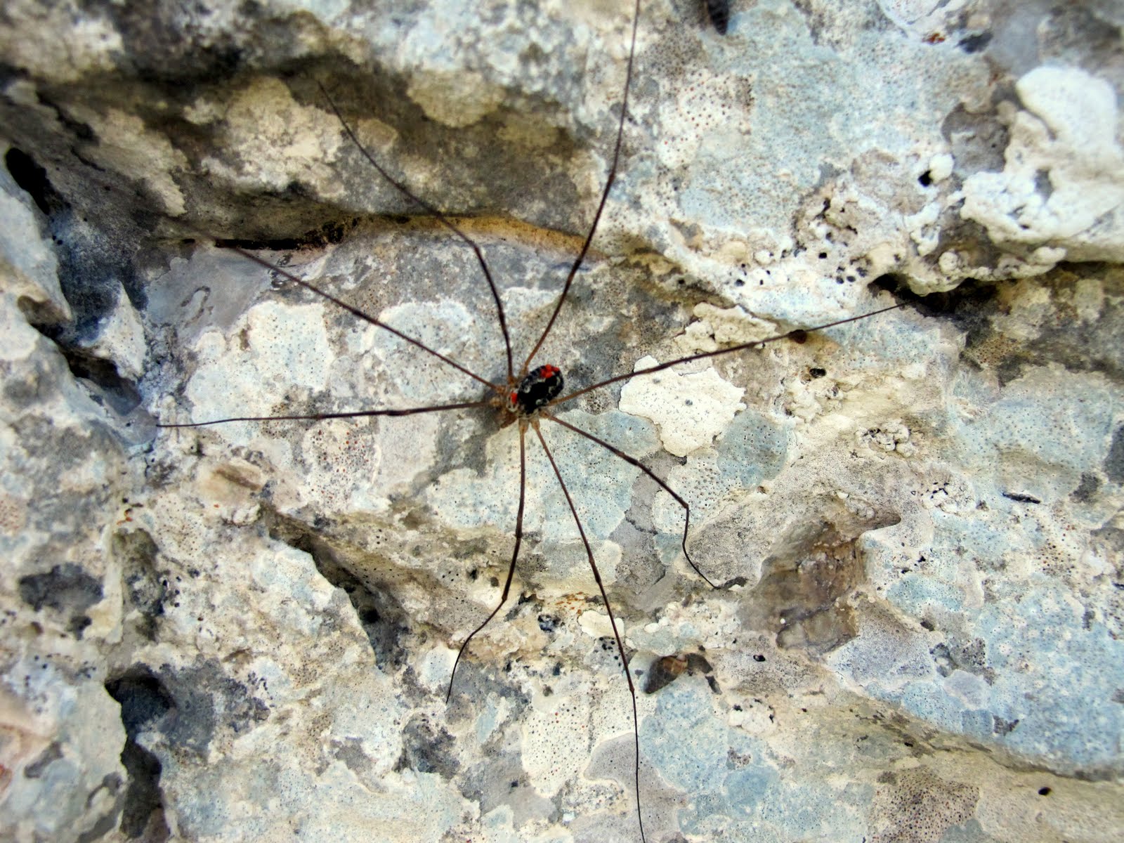 trekking de bernard: Un grand faucheux : grand opilion, gyas, mitopus ...
