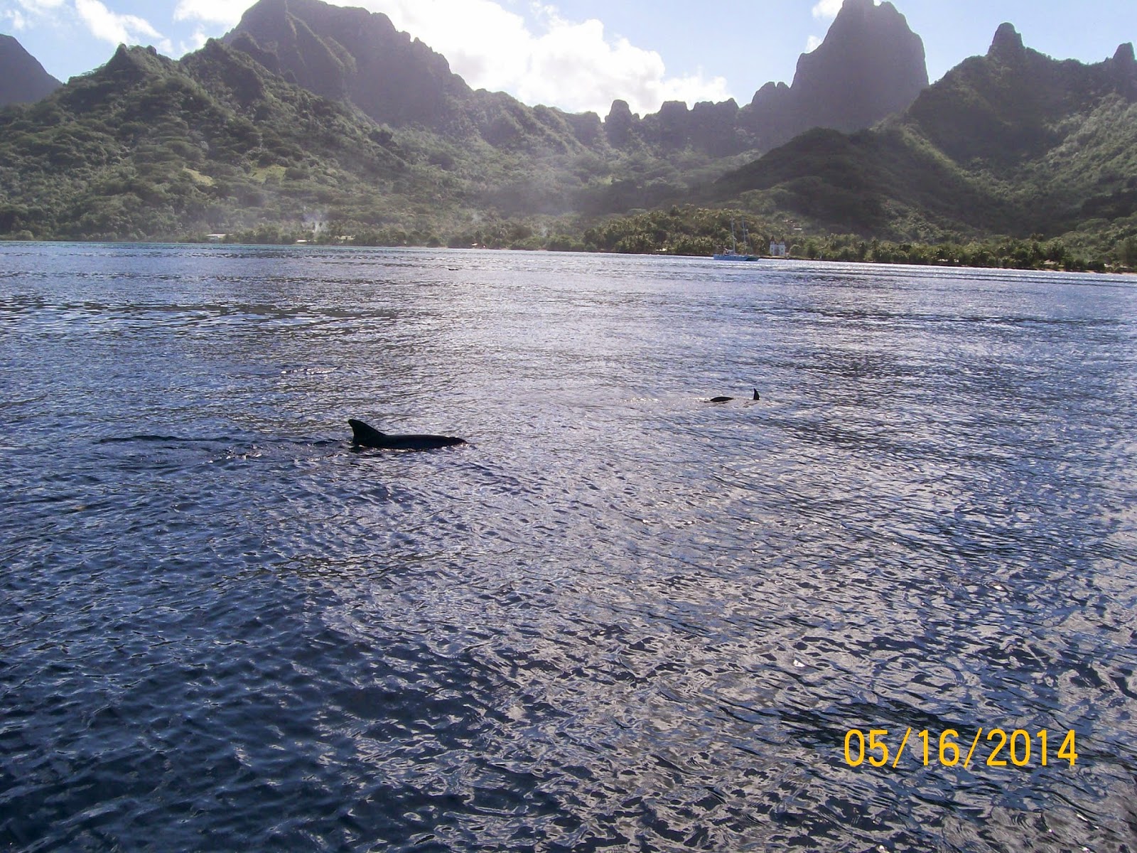 Rockhounding Around: Incredible Cruise: Day 7 - Moorea- Dolphin ...