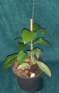 Gerrit's Hoya flowers: Hoya dimorpha