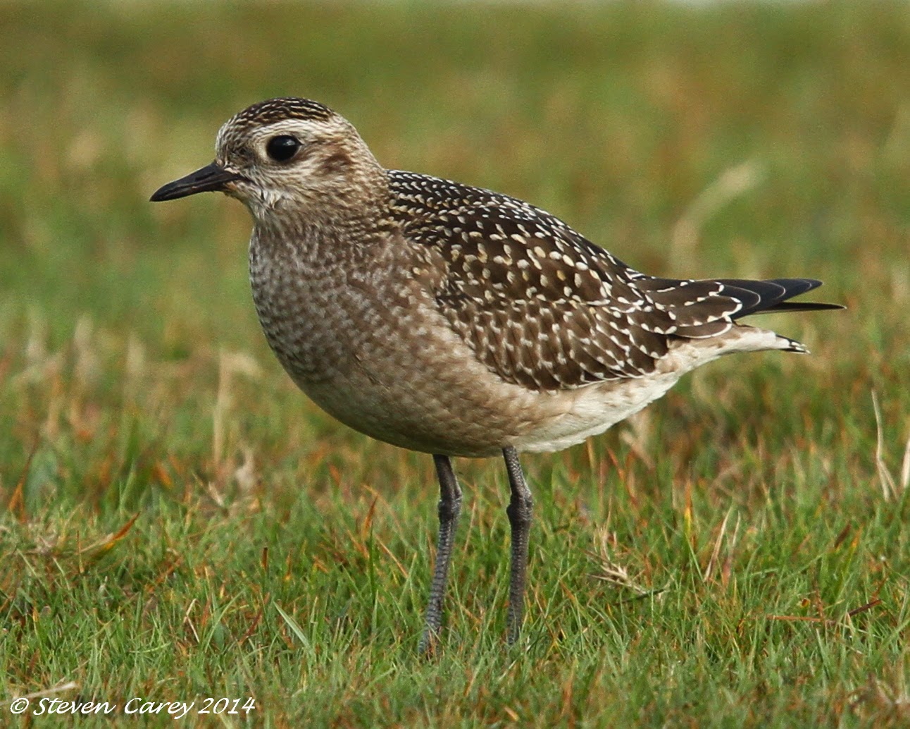 Steve Carey Bird Photography: American Golden Plover (Pluvialis dominica)