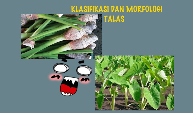 Klasifikasi dan Morfologi Tanaman Talas (LENGKAP) - Pelajar Belajar