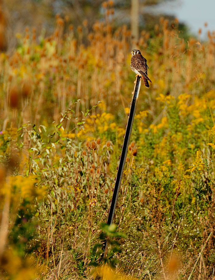 Birding Is Fun!: The Beauty of an American Kestrel