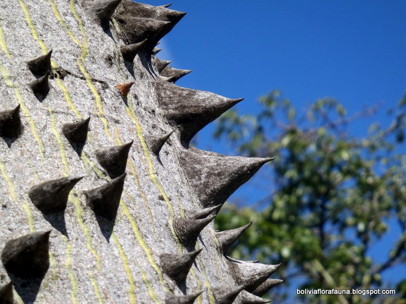 Bolivian Flora y Fauna: Warning: Do Not Climb This Tree!
