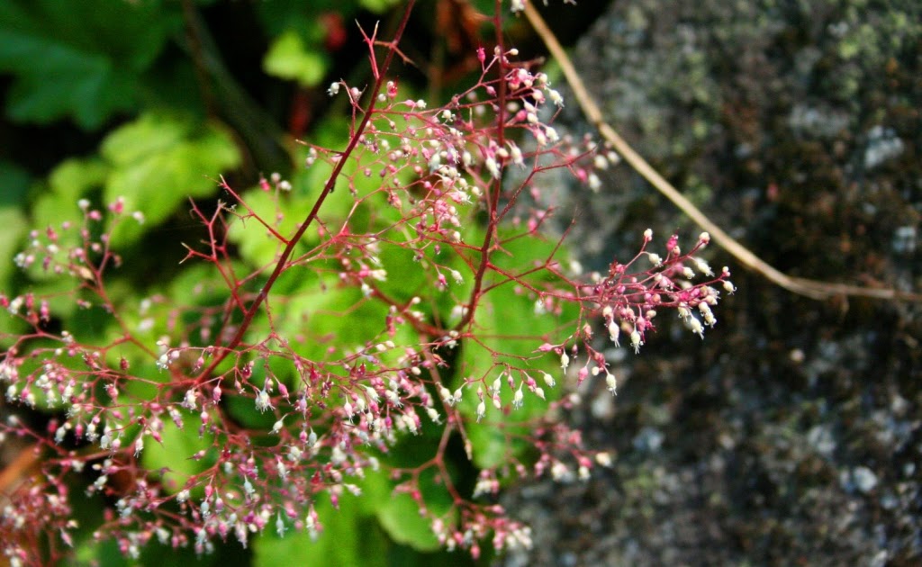Heuchera rubescens - Pink Alumroot - Red Alumroot care | Travaldo's blog