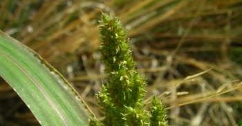 Nature Abhors a Garden: Nebraska Sedge