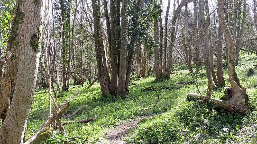 Wildwings and Wanderings: Stonehill Down and Creech Wood, Dorset.