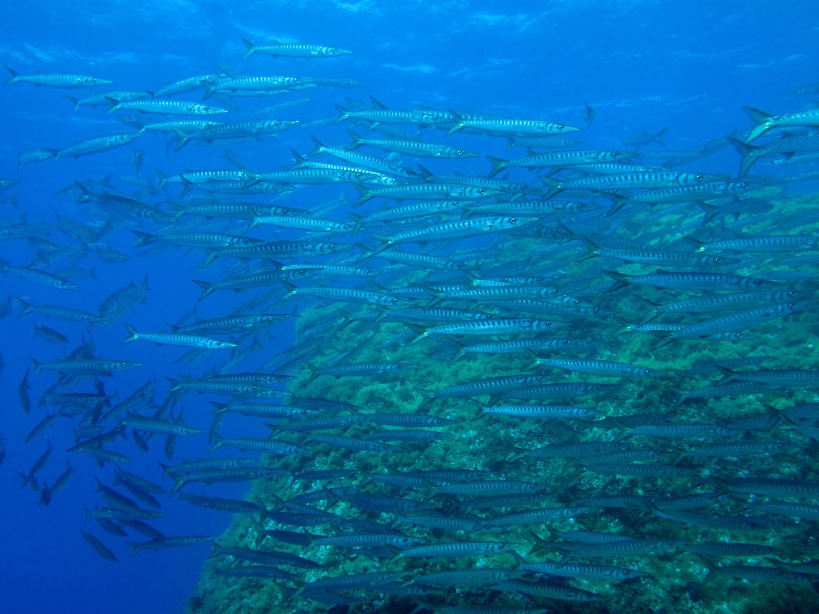 IKAN BARRACUDA ~ Everything About Fish