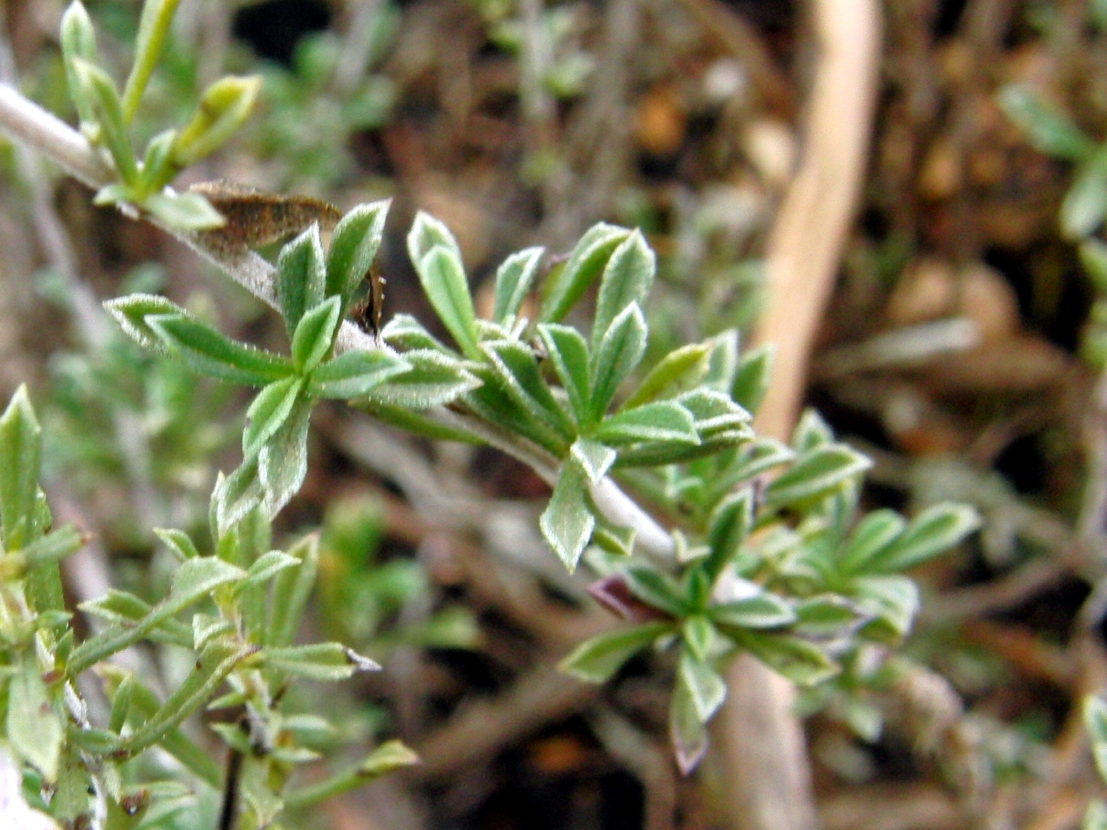 VILLENATURA: Satureja sp