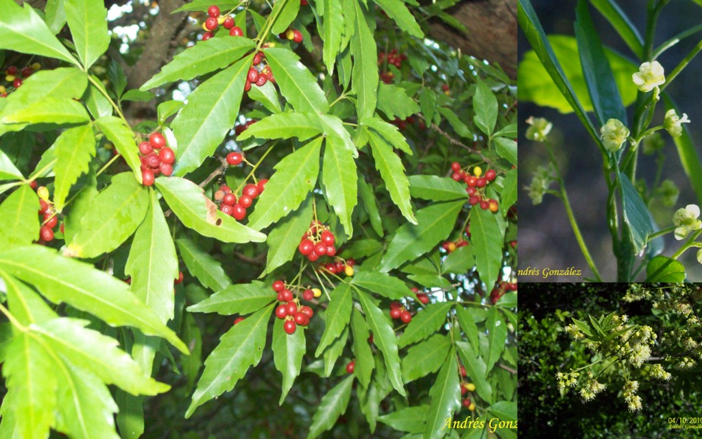 FOTOS DE FLORA NATIVA Y ADVENTICIAS DE URUGUAY : Allophylus edulis ...