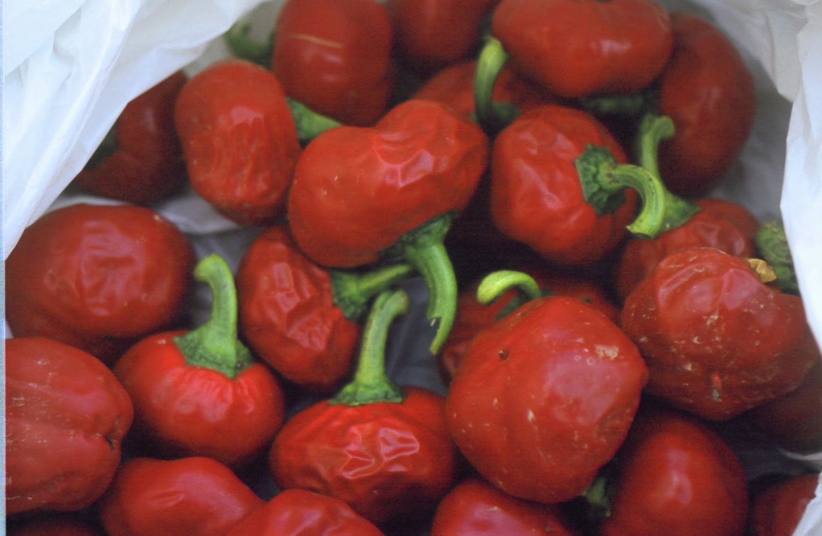 VIVA LA HORTICULTURA: EL PIMENTON (POWDER PEPPER)