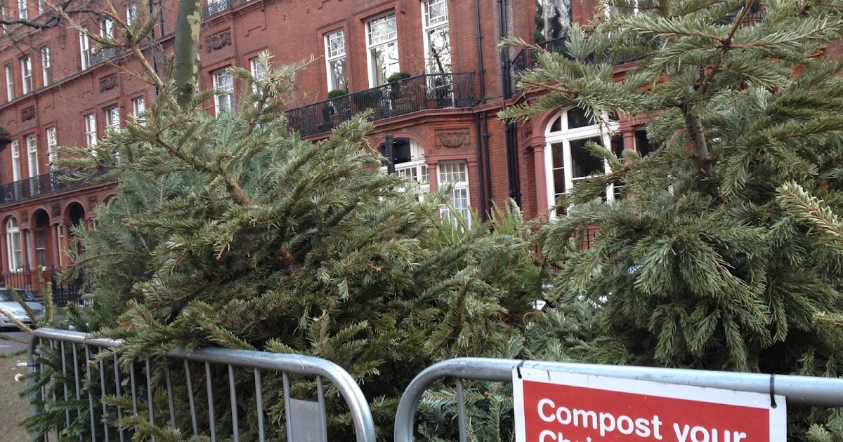 The Meditative Gardener: Composting Christmas Trees