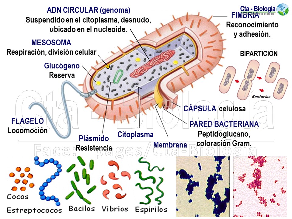 Biología didáctica: NSC 5° BIO - Célula Procariota.