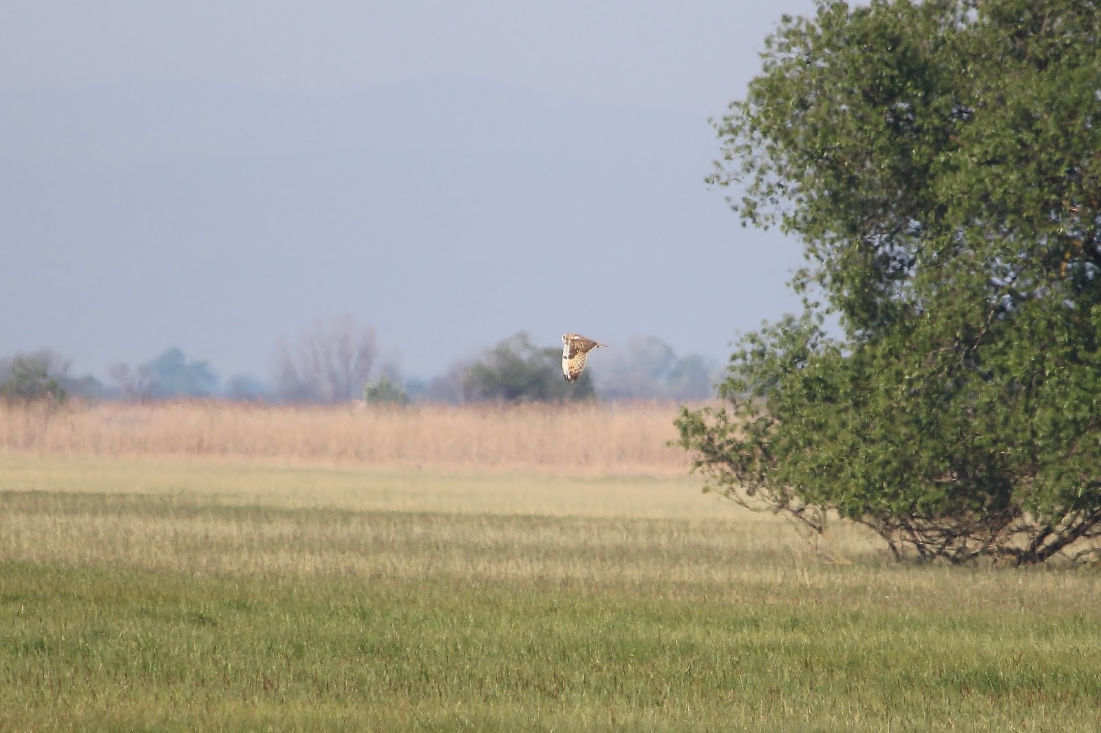 Foto utrinki iz narave: Hansaška stepa