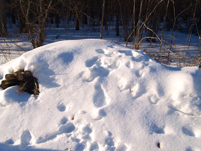 Estonian Nature Tours: Spring tracking