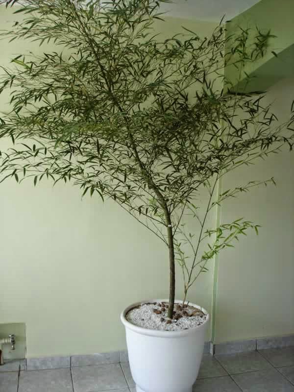 Espaço da Jardinagem: Bambu-mossô