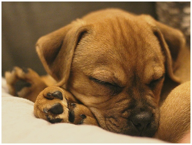 In The Mind Of A Four Month Old Puppy Oh Gosh Blog Em in-the-mind-of-a-four-month-old-puppy-oh-gosh-blog-em