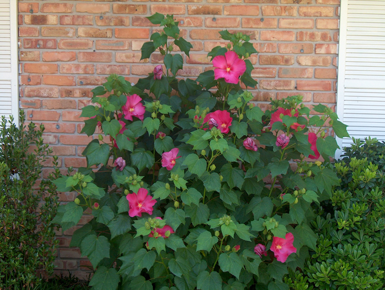 Rosa Louca Paulista / Hibiscus Mutabilis / Hibisco