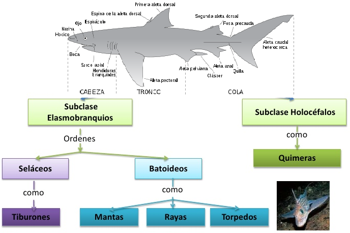 Rincon Cientifico: Taxonomía Reino Animal (Vertebrados)
