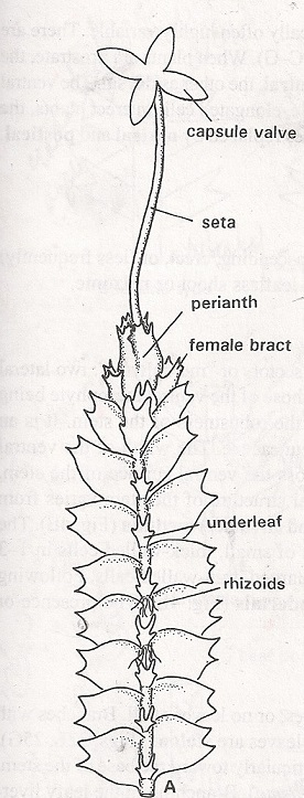 PLANT FAMILIES OF PUERTO RICO AND FLORIDA PAPO VIVES: Bryophytes ...