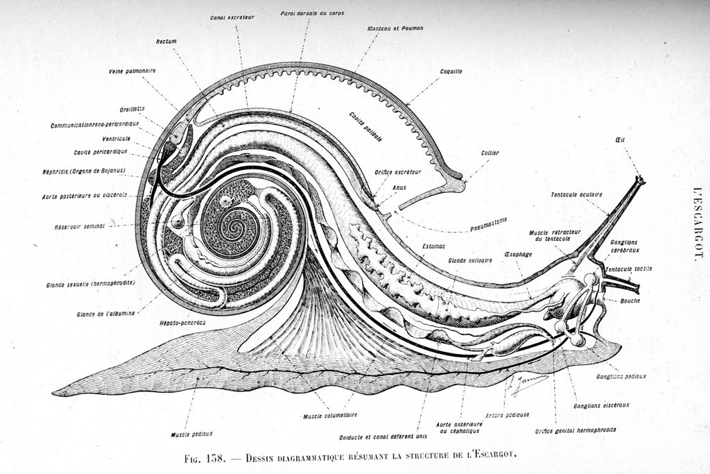 Pourquoi les escargots montent-ils sur différents supports. Escargot ...