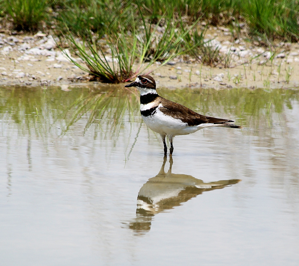 Rhapsodies of the Wise Old Bird: It's the legs, Dear
