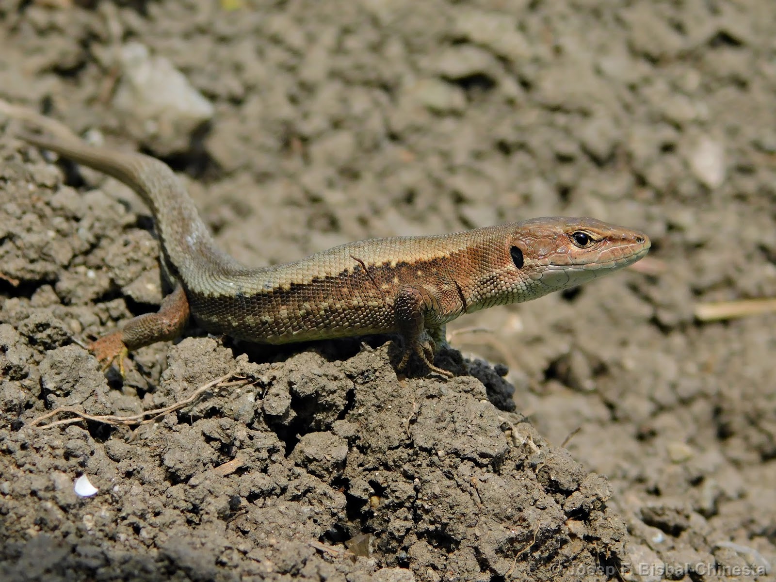 Sargantanes i Dragons: Herp Trip - Amfibis i rèptils de Sèrbia, el cor ...