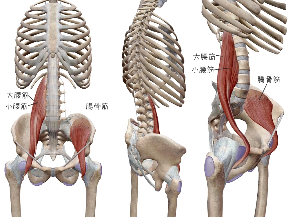 安部塾公式ブログ 身体操作指導者 安部吉孝 腰痛に対し、腸腰筋(大腰筋・小腰筋・腸骨筋)による股関節屈曲運動および腰方形筋による体幹側屈運動