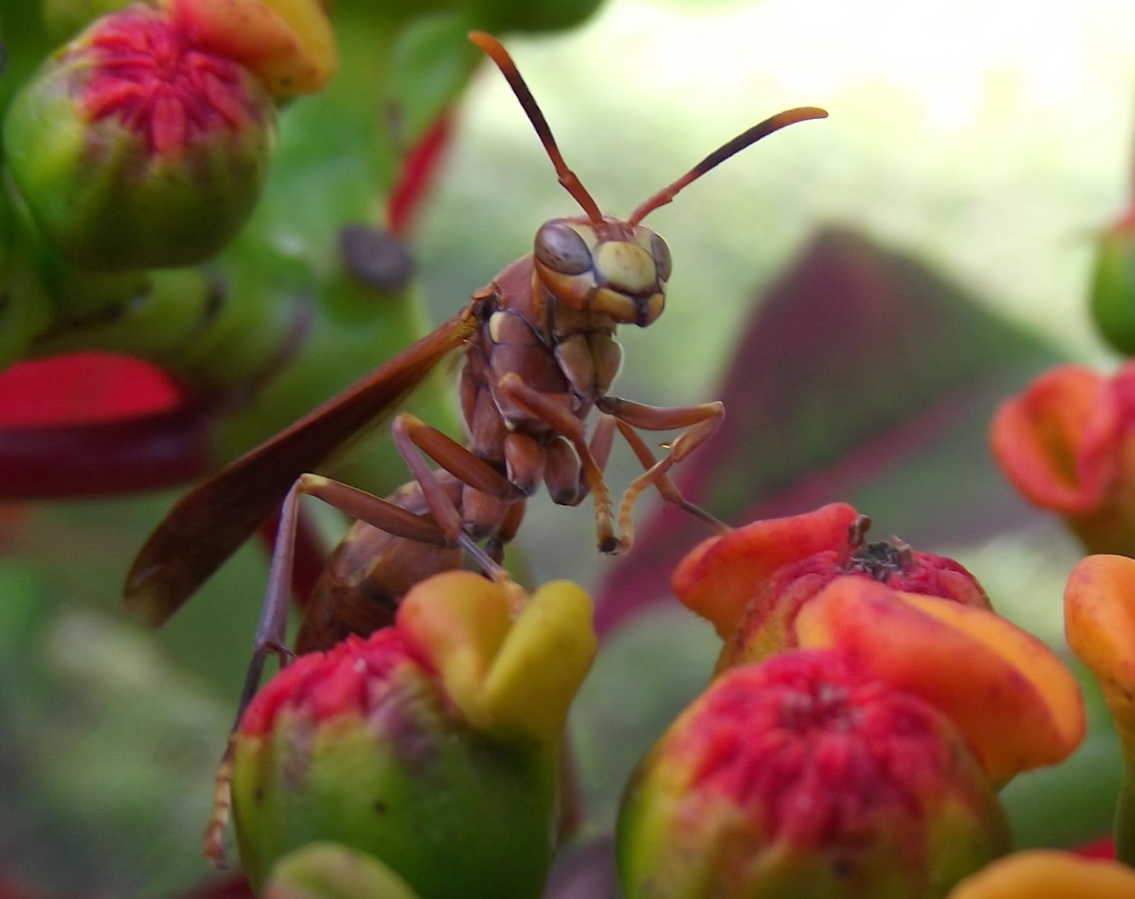 Blog do Edu Ambiental: Marimbondo