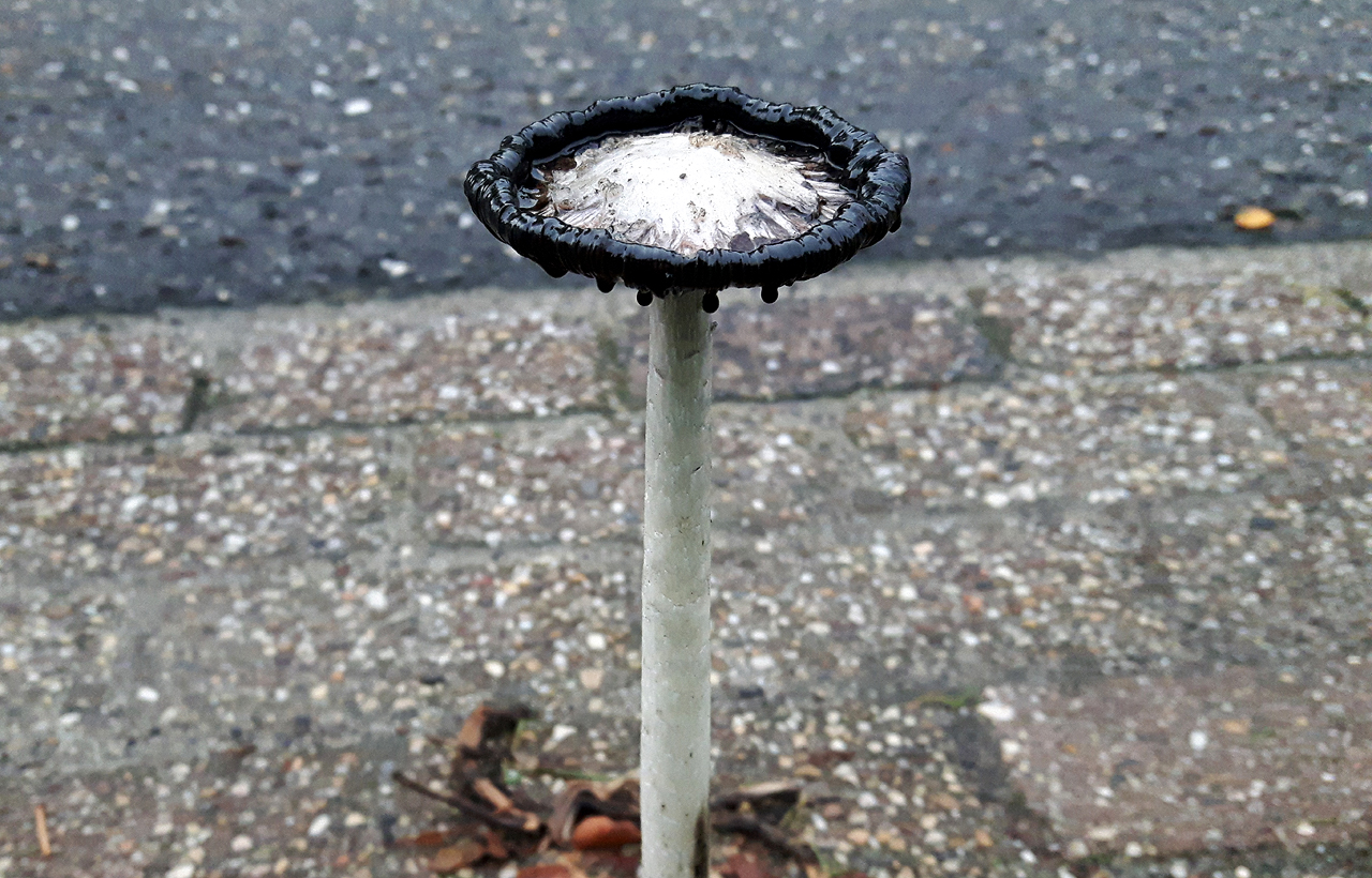 Jozef van der Heijden - Natuurfotografie: Geschubde inktzwam in de ...