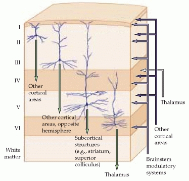 Los Simposios de Donnie y Frank: Internet y el neocórtex