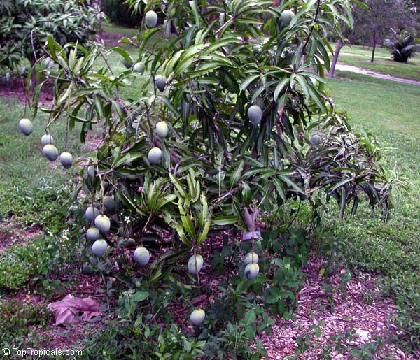 Flowerdale Nurseries Inc.