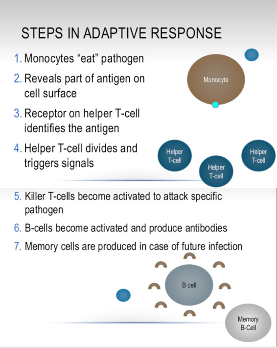Travel for a Purpose: Immunological Memory — The Source of Protective ...