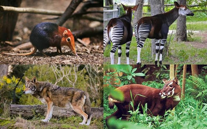 Chingum — Discover Curiosities: The 10 rarest animals in the world