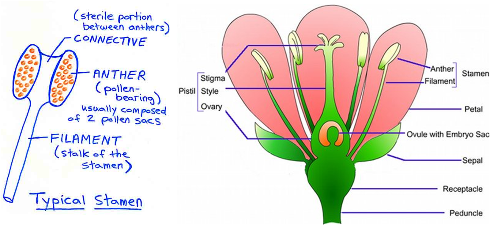Science 8th Grade Female And Male Reproductive Anatomy