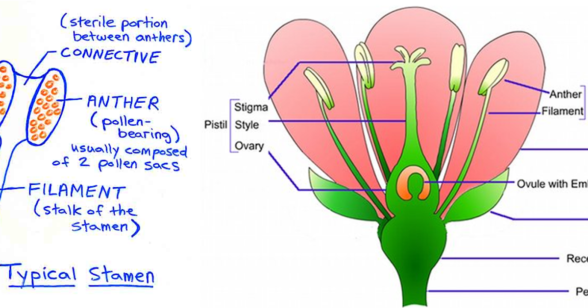Parts Of Flower Male And Female Reproductive System Kianna Stanley parts-of-flower-male-and-female-reproductive-system-kianna-stanley