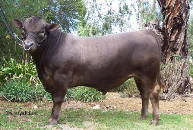 Mabelie Square Meaters Cattle Stud: Bulls