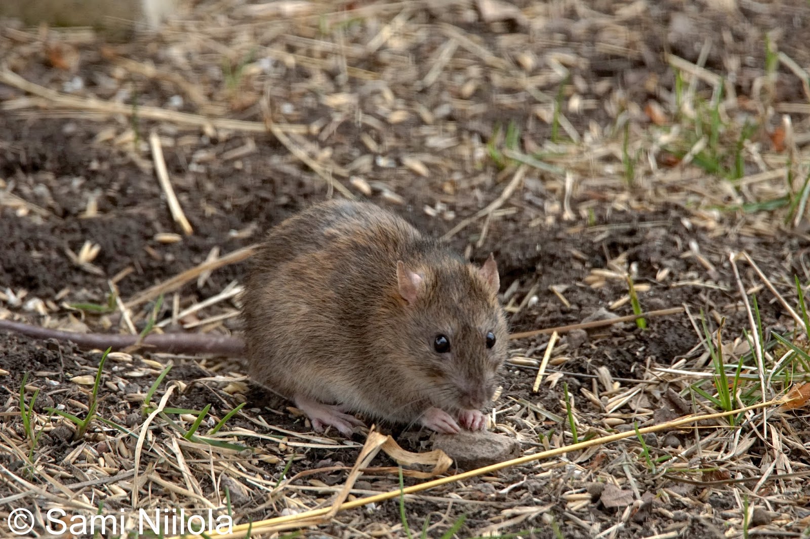 Samin luontokuvia nature photos: ROTTA (Rattus norvegicus)