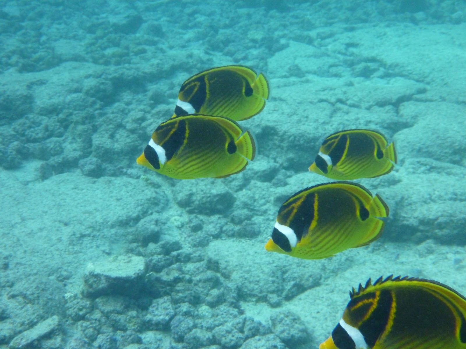 Buzz's Marine Life of Puget Sound: Escape from Puget Sound