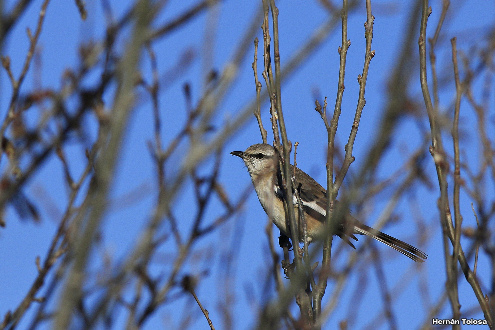 Aves Bonaerenses: Fotos de calandria real