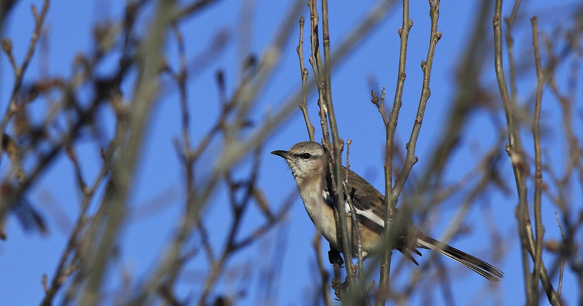 Aves Bonaerenses: Fotos de calandria real