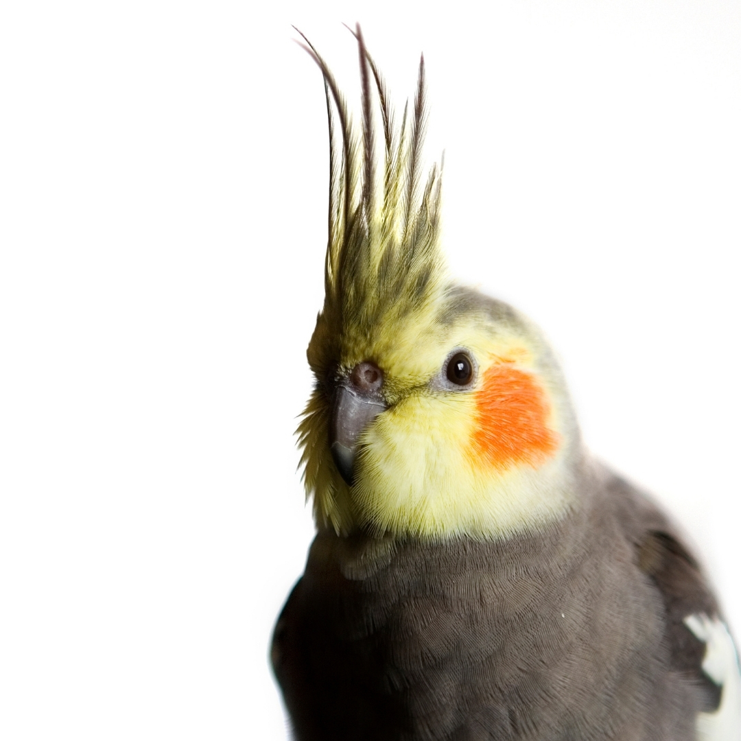 Peta - A calopsita !: Como melhorar a interação com a calopsita