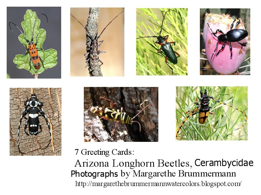 Arizona: Beetles, Bugs, Birds and more: July 2013