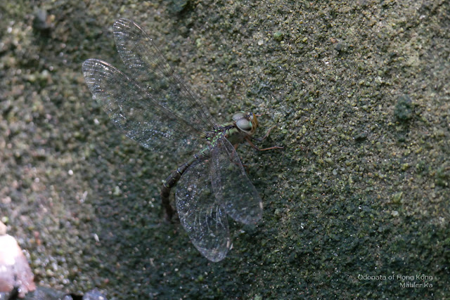 香港蜻蜓名錄: Gynacantha subinterrupta Rambur, 1842 細腰長尾蜓