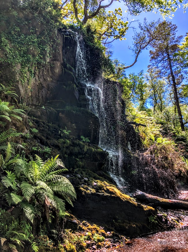 Patrick Comerford: An early summer walk in the Primeval Forest and ...