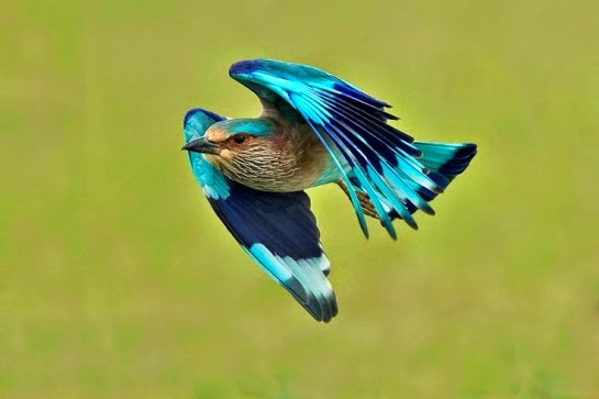 Curiosidades del Mundo: La carraca india en pleno vuelo (Coracias ...