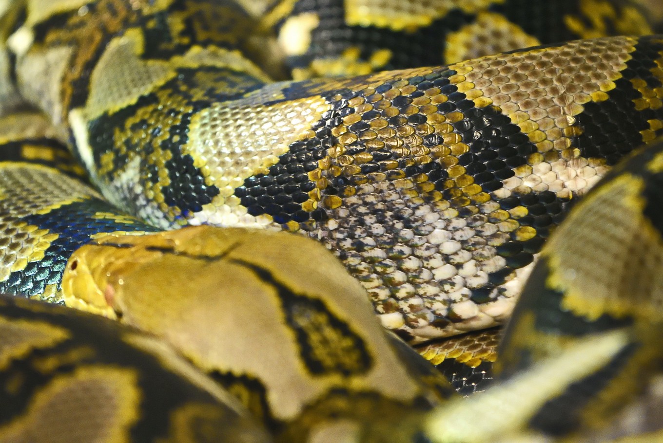 Under The Angsana Tree: Woman swallowed whole by 8m python