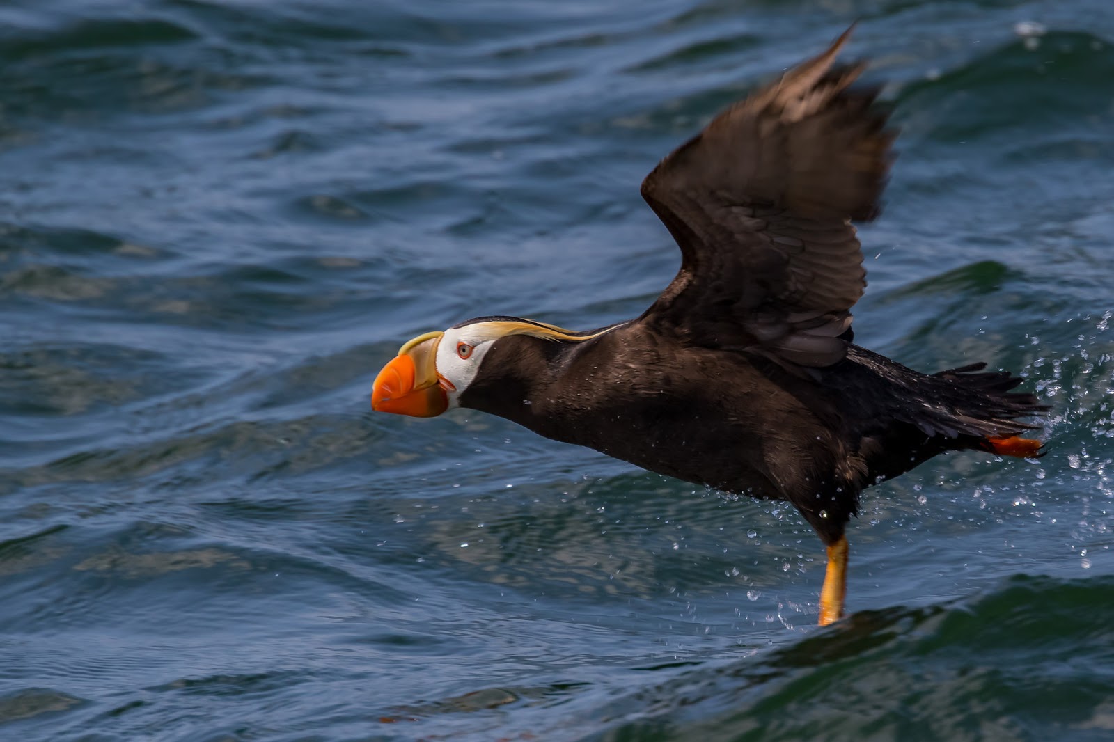 Smith Island Tufted Puffins Trip!