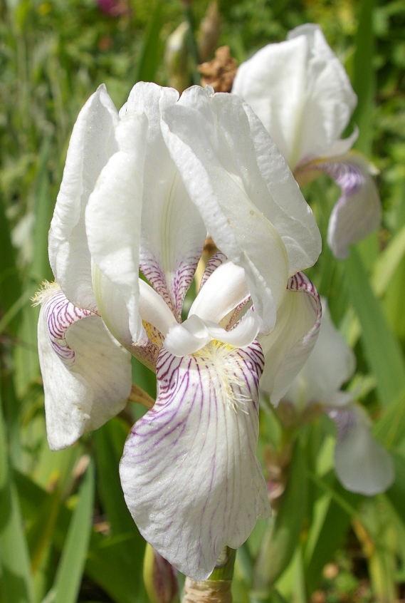 John Grimshaw's Garden Diary: June 2012