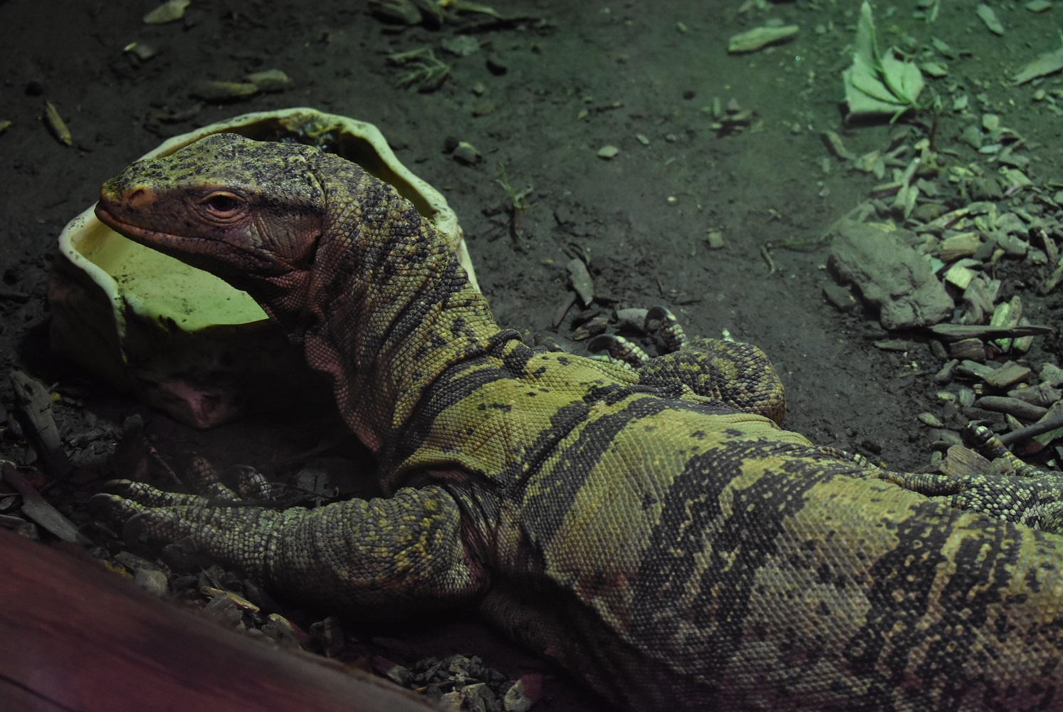 ZOOTOGRAFIANDO (6.100 ANIMALS): VARANO DE GRAY / GRAY´S MONITOR ...