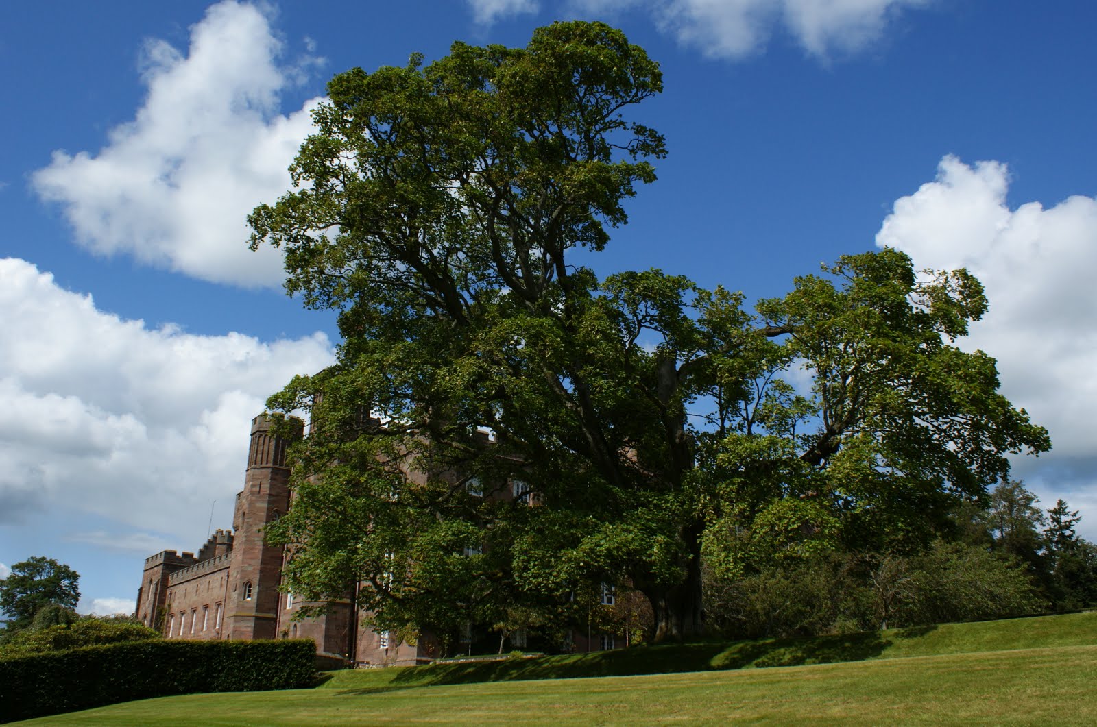 Tour Scotland: Tour Scotland Photographs Trees Scone Palace